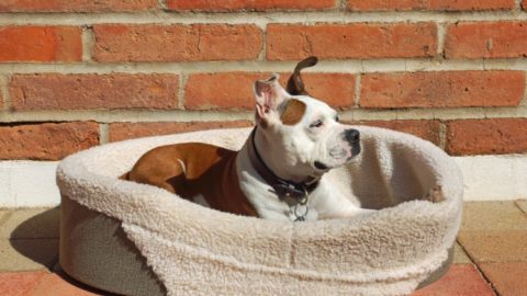 American Made Pet Products: Ultimate List of Sources • USA Love List