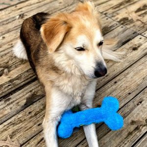 Non-Toxic Dog Toys Made in the USA • USA Love List